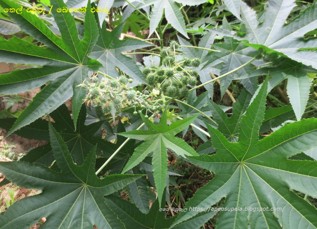 June 2014 ~ අපේ ඔසුපැළ Medicinal Plants of Sri Lanka