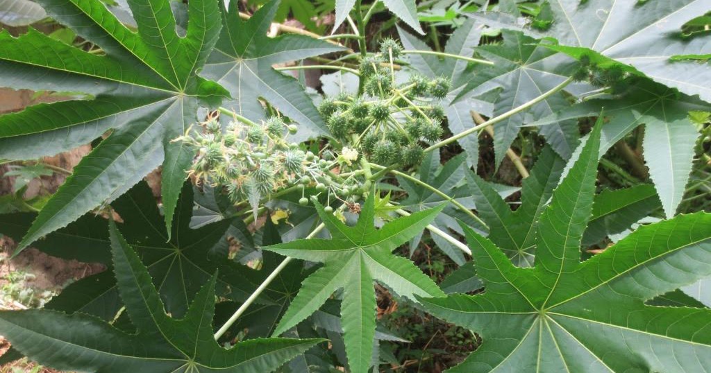 එඬරු [Edaru] (Ricinus communis) ~ අපේ ඔසුපැළ Medicinal Plants of Sri Lanka