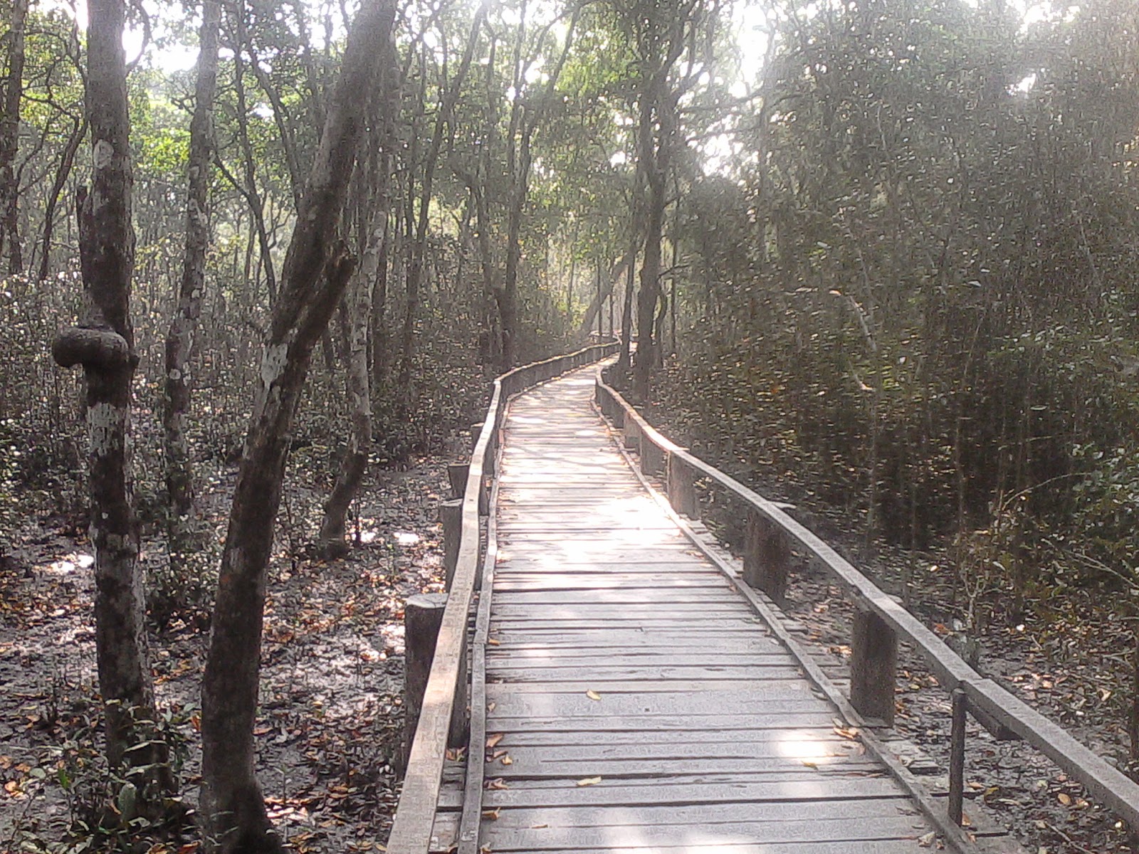Travel Information in Bangladesh: Karamjol- The introducing of Sundarban
