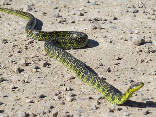 Fauna Loberense: Culebra verde y negra o culebra de peñarol