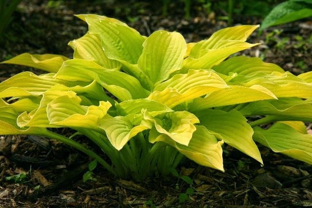Briar Hill Farms: Meet Ron Livingston: Hybridizer of Hosta