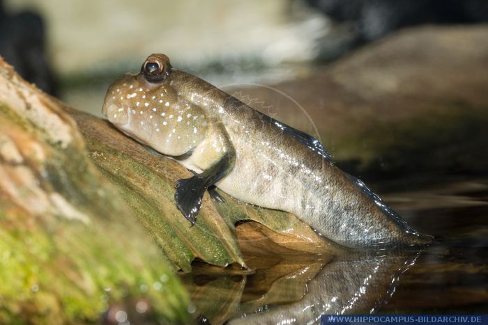 World's All Amazing Things, Pictures,Images And Wallpapers: Amazing Mud ...