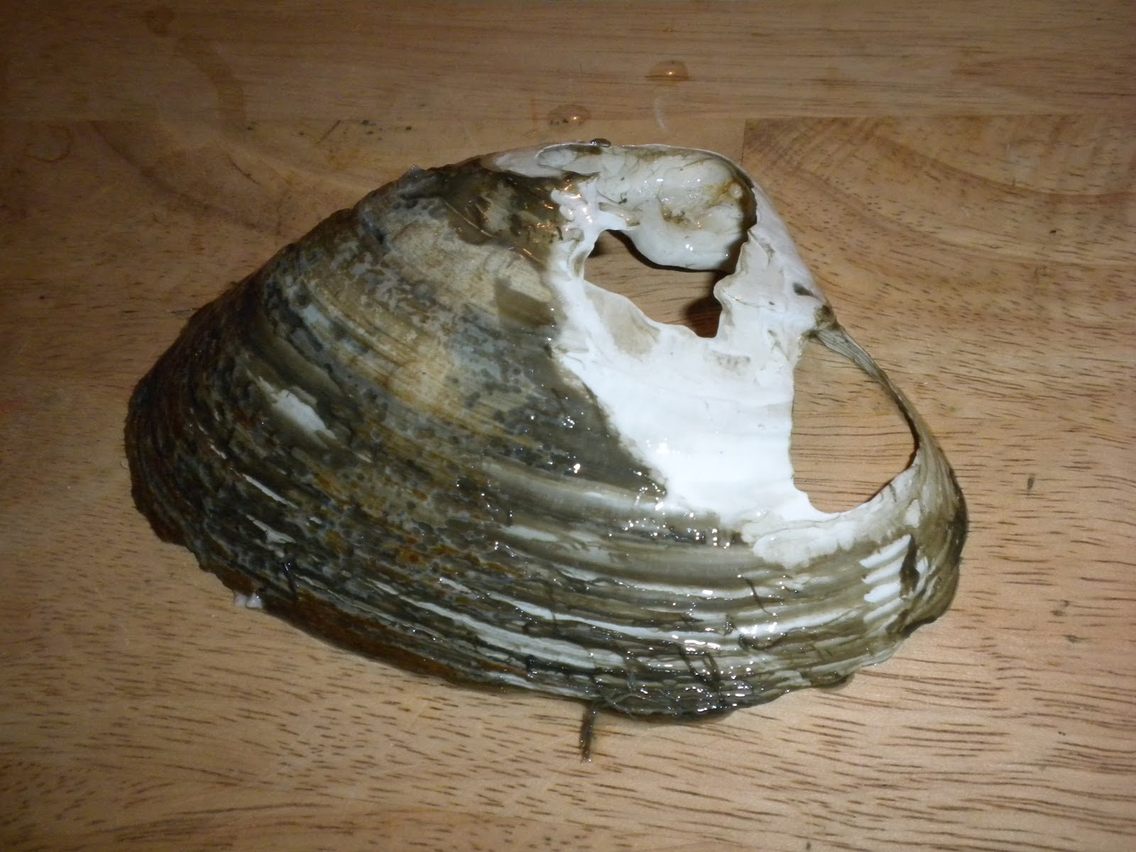 Jom Sains: Science Experiment : Ocean Acidification