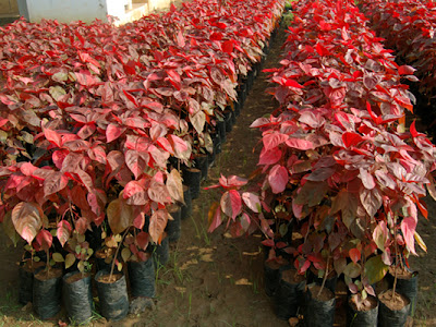 ARTE Y JARDINERÍA : Acalifa – Acalypha. Familia Euforbiáceas