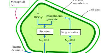 Hatch and Slack pathway or C4 cycle