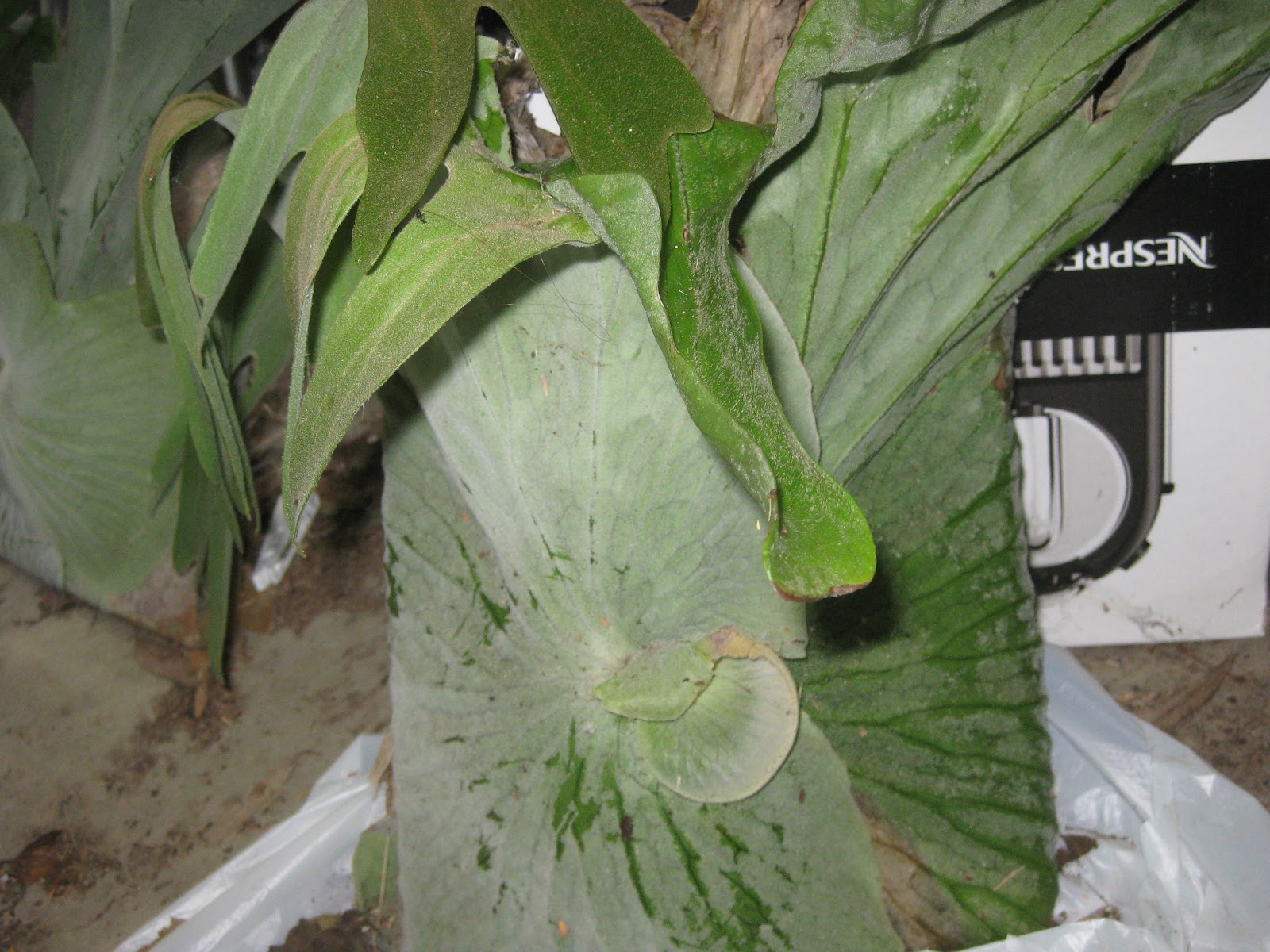 kae's bloodnut blog: Elk Horn fern - updated