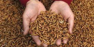 HOW TO GROW MAGGOT AT HOME; Maggot as fish feed