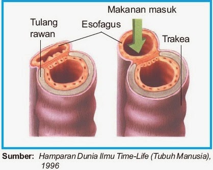 Edi Sunardi: struktur dan fungsi trakea