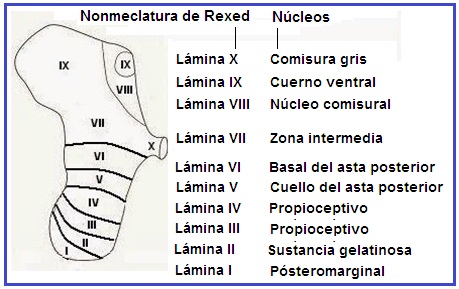 CLASES DE MEDICINA: NEUROLOGIA 1