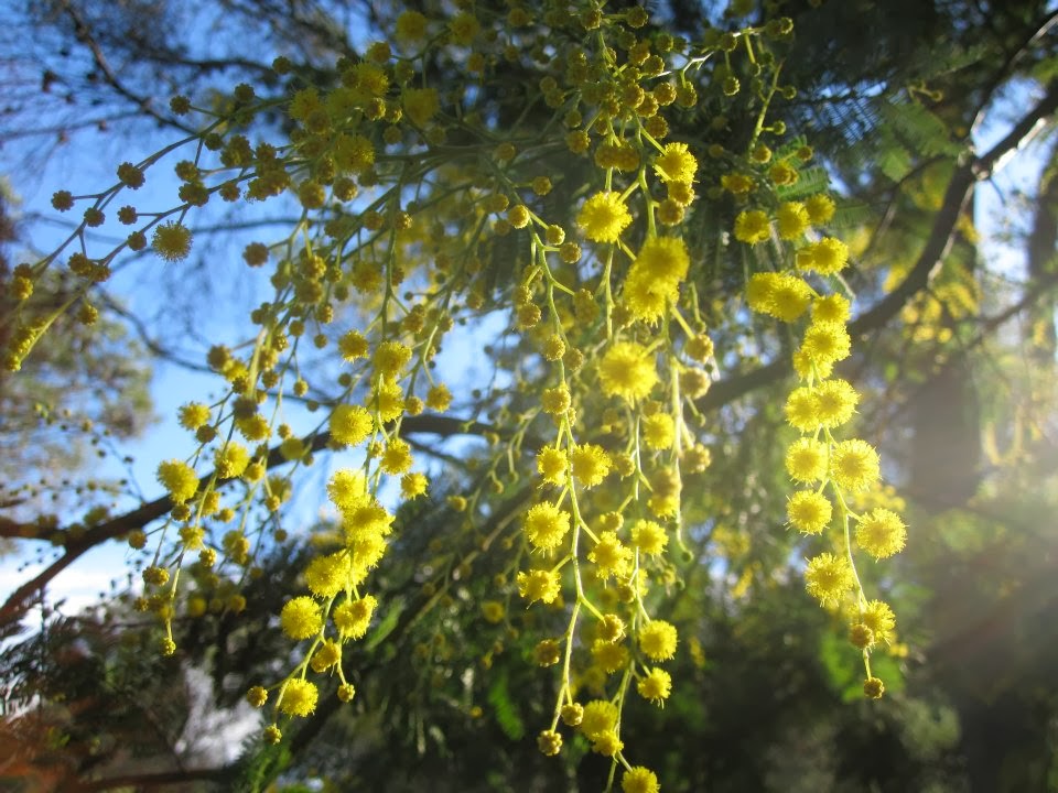Universo Botánico: Acacia dealbata Link (Mimosa)