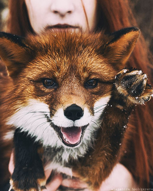 White Wolf : The Girl And The Fox Cuddle In Beautiful Photographs by ...