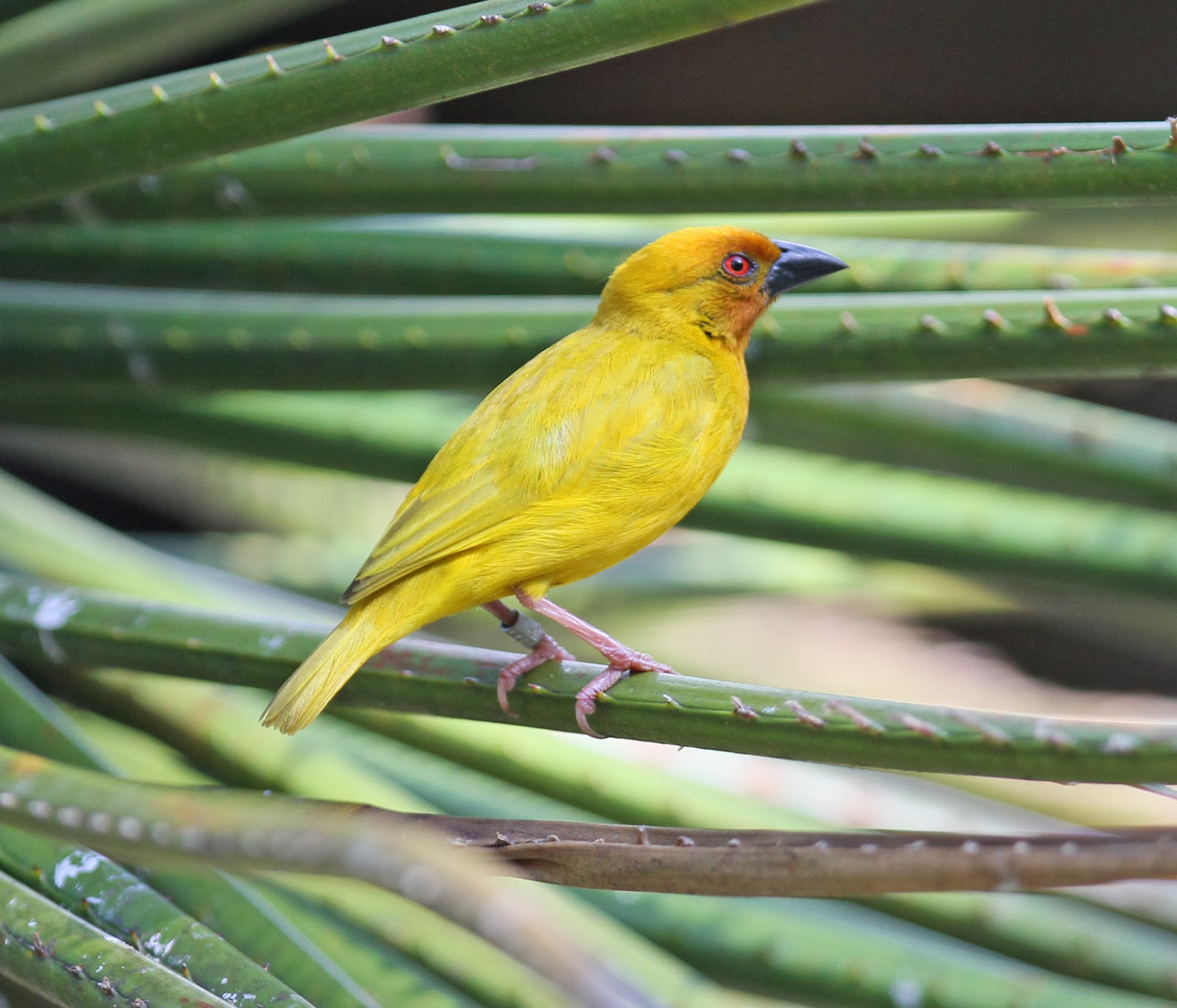 Simon and Karen Spavin: African Golden Weaver