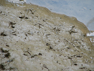 The Contented Naturalist: Wildlife Watching Tip: Act Like A Detective