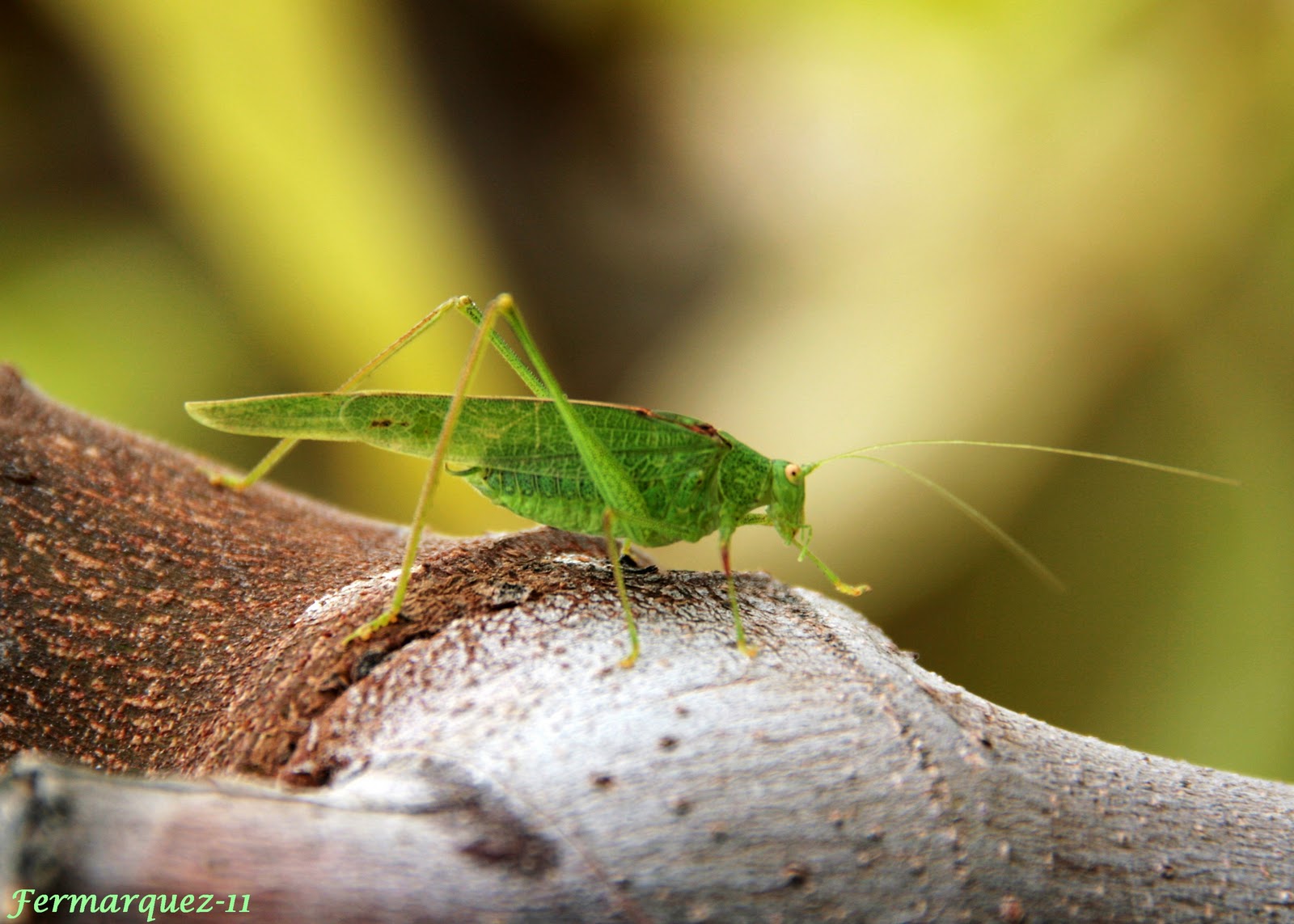 Margil Dibó: Grillo Verde