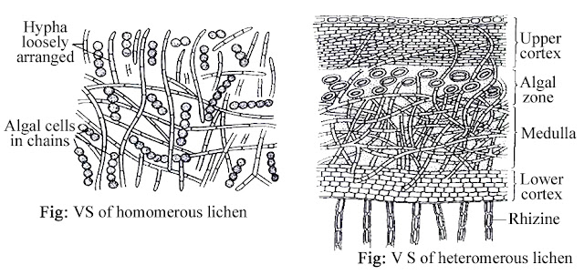 LICHEN - INTRODUCTION, COMPOSITION, MORPHOLOGICAL TYPES, THALLUS ...