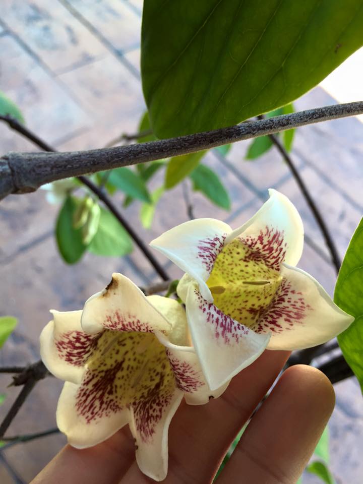 Rothmannia Pictures Gallery