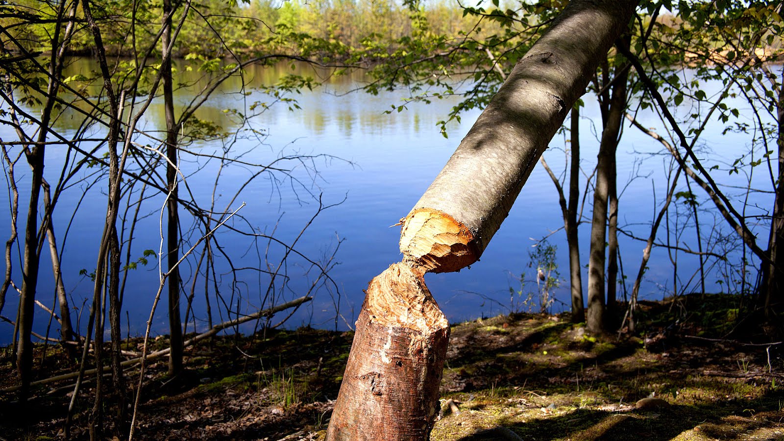 Beaver - Beaver Trees - Tree Choices