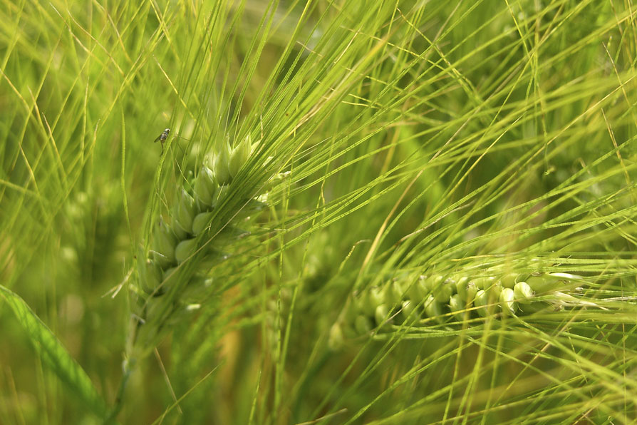 Real World Gardener: How to Grow a Plant to Make Lemon Tea Plus a Pecan ...
