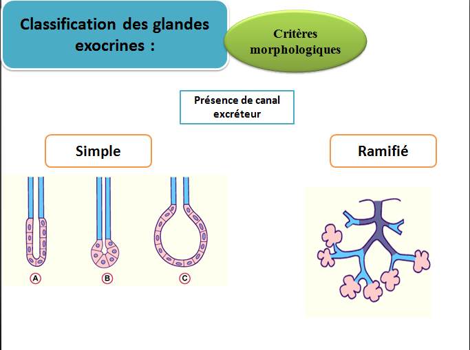 cours d'Histologie, épithéliums glandulaires ~ biologie universitaire