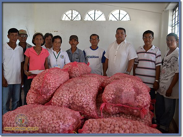 Bayan ng Cabugao: MAIMULA A BUKEL TI BAWANG, NAITED KADAGITI GARLIC GROWERS