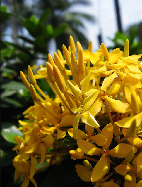 El Viajero: Jungle Flames: Santan