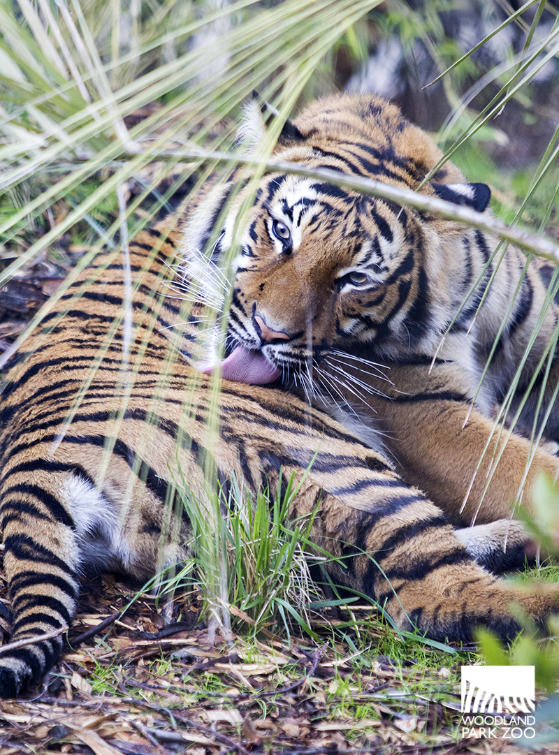 What is it like to be a tiger keeper?