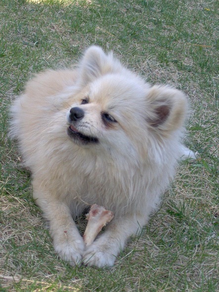 Dog Breed Picture