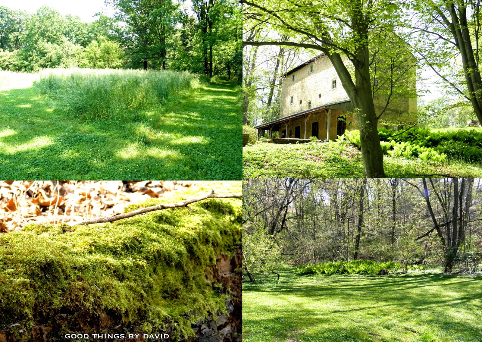 Layers in the Woodland