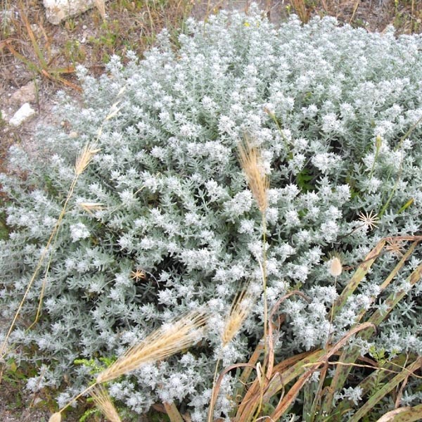 Βοτανόκηπος: Τεύκριο, θεραπευτικό αλλά και επικίνδυνο