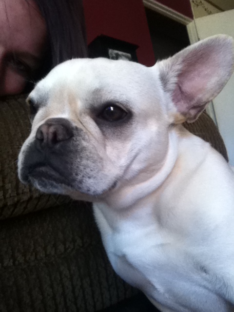 Lost & Found Frenchies