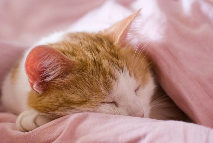 Cute Pink Kitten | Kitten And Puppy