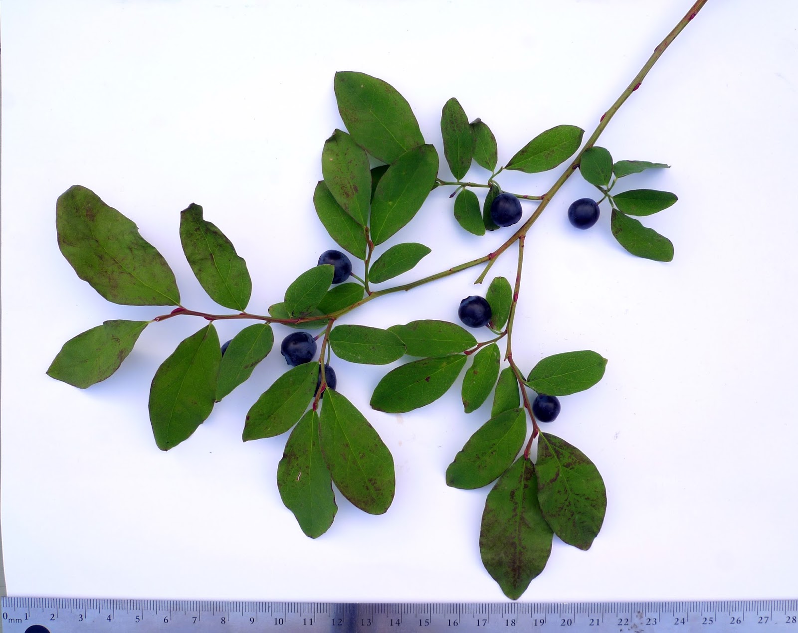 Wild Harvests: Mountain Berries: Huckleberries, Bilberries, and ...