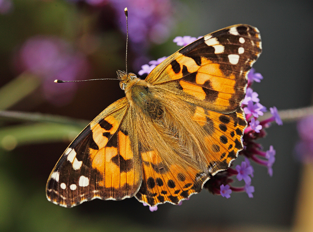 Martin Jump Wildlife Photographer: PAINTED LADY BUTTERFLY.