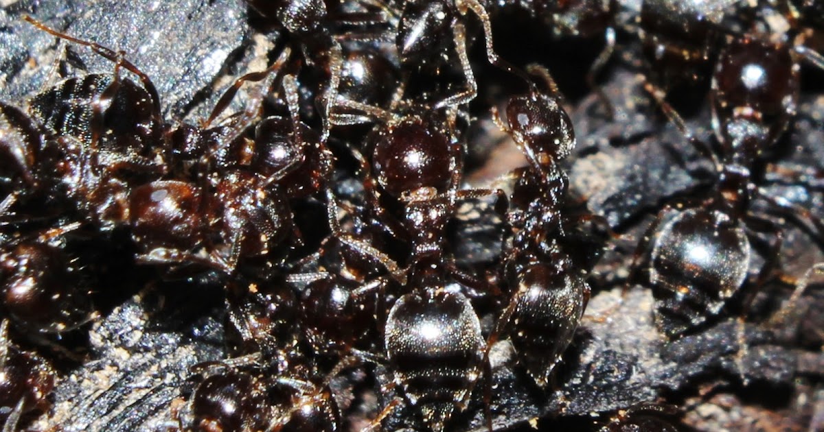 Biodiversity of Cyprus by NGO Protection of the Natural Heritage and ...