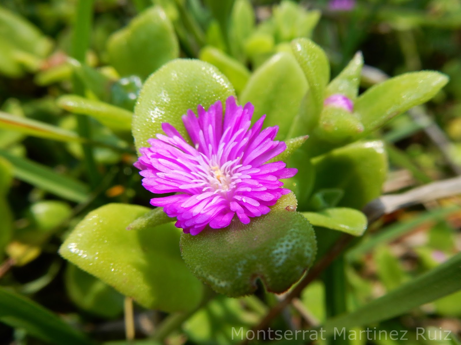 APTENIA CORDIFOLIA - BOTÀNIC SERRAT