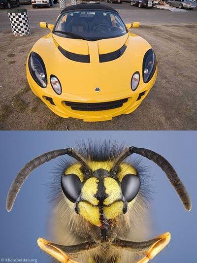 This Cars Looks Like Animals Part 1 | tak lawak pun?!