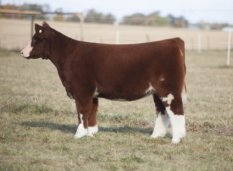RCC Blog: Rodgers Cattle Co 2012 Sale List