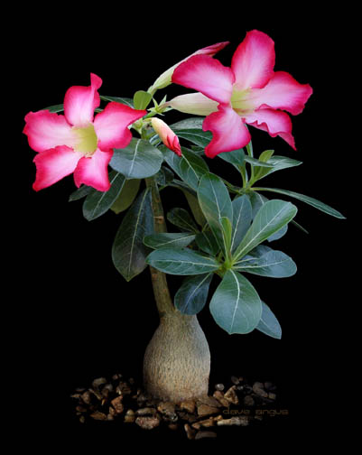Mister Flower: Το Ρόδο της Ερήμου (Adenium obesum)