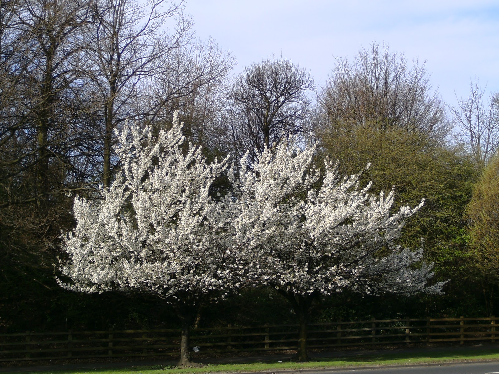 Tree Pictures: Wild Cherry Flowers