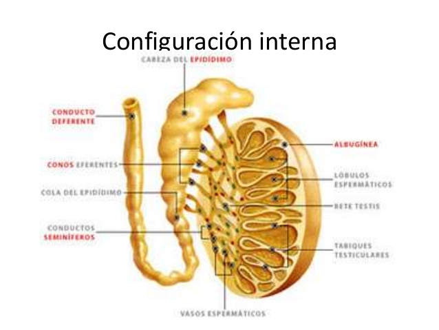 El Epidídimo Valiente: 2015