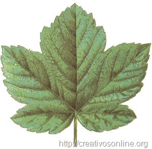 Simetría Axial: Imágenes