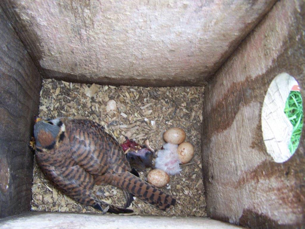 Beaver Creek Connection: Unique Nest Box Discovery
