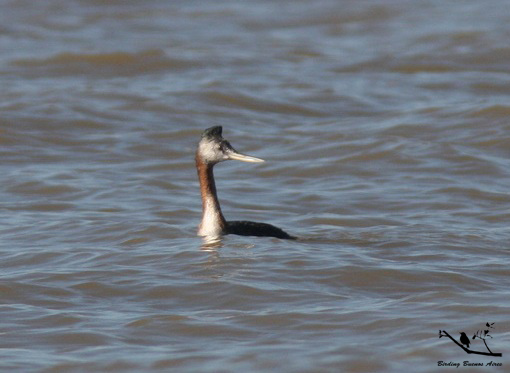 BIRDING BUENOS AIRES: Birds of BA
