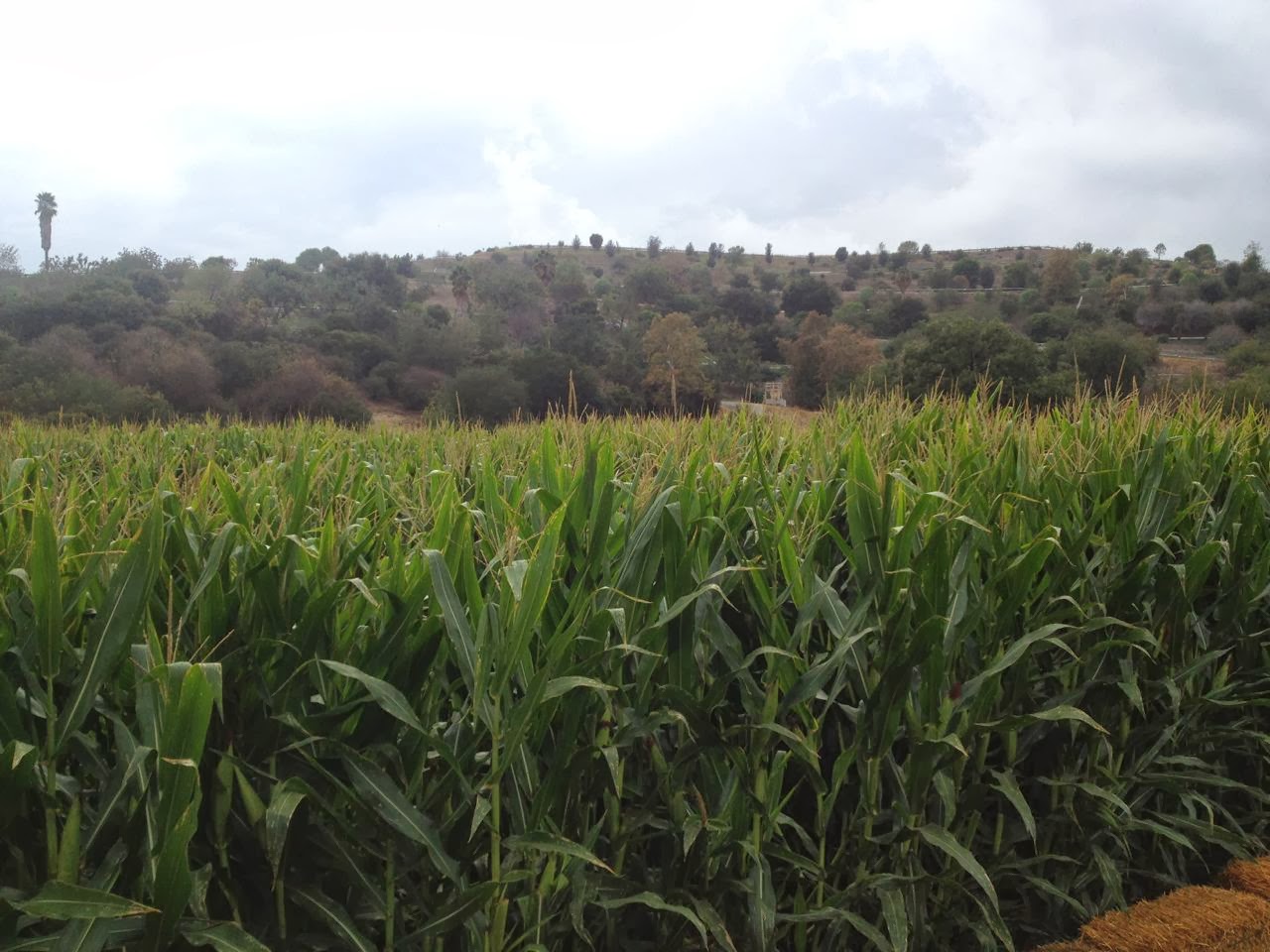 Experiencing Los Angeles: On Campus and on the Farm at Cal Poly Pomona