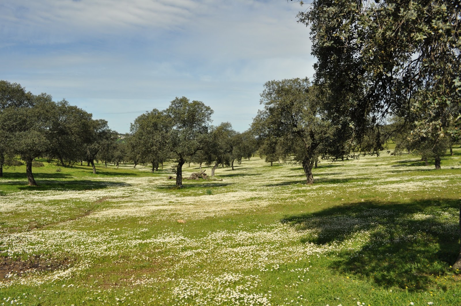 RioYeguas: Los encinares rebosan vida