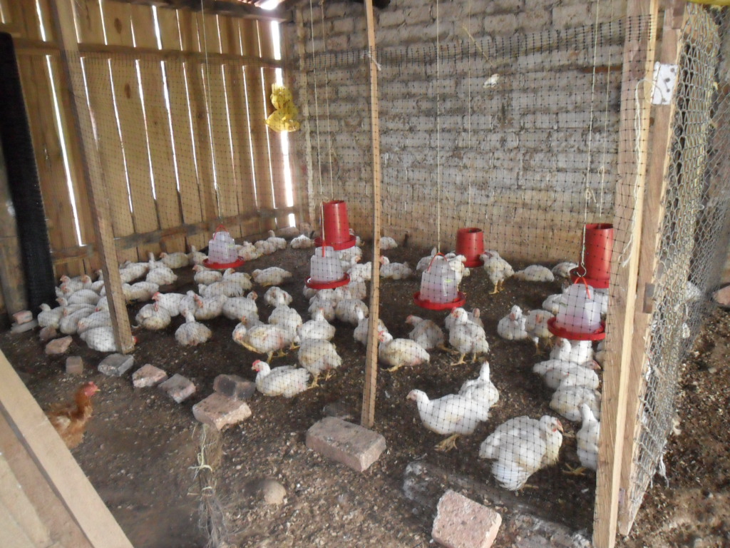 Blog de Willians Alfredo Salom Myers: POLLO SEMICRIOLLO PARA LA VENTA