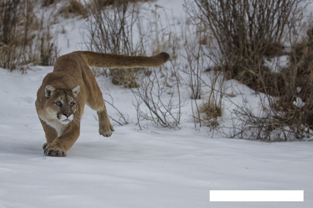 Snow Animals Lions Info And Pictures | All Wildlife Photographs
