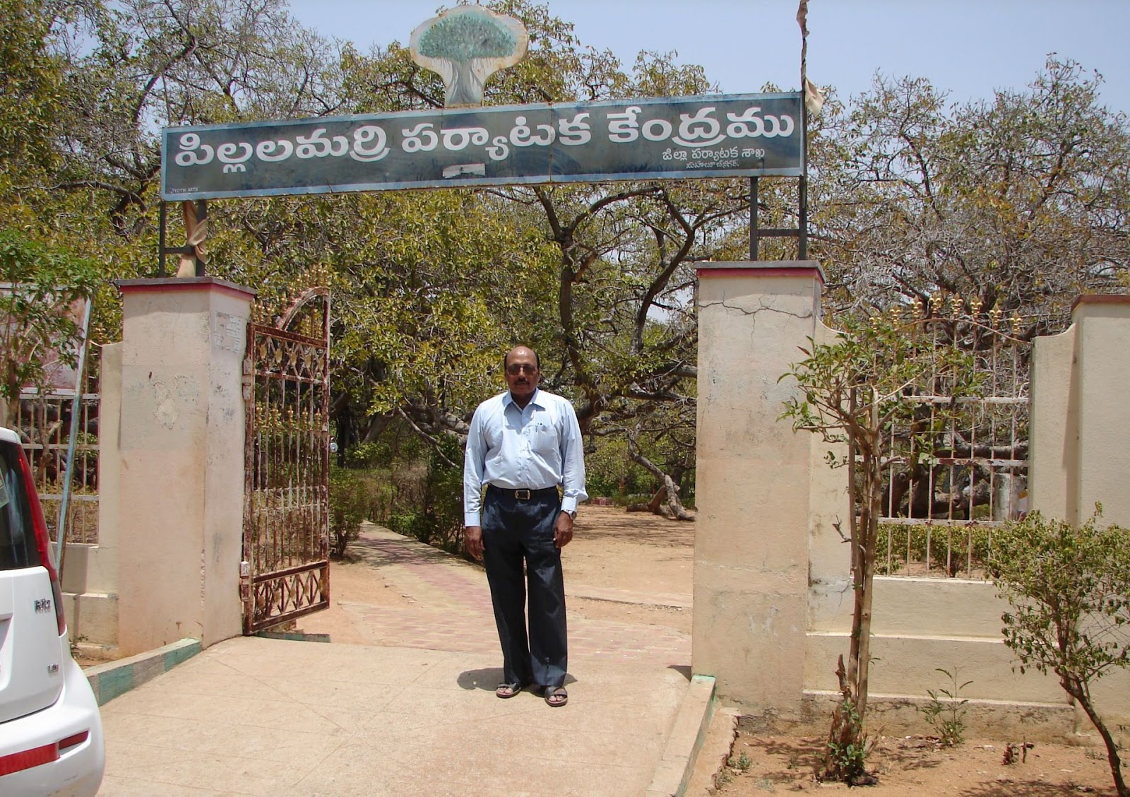 Raghu's column!: Pillalamarri, the 800 year old banyan tree spread over ... Raghu's column!: Pillalamarri, the 800 year old banyan tree spread over ...