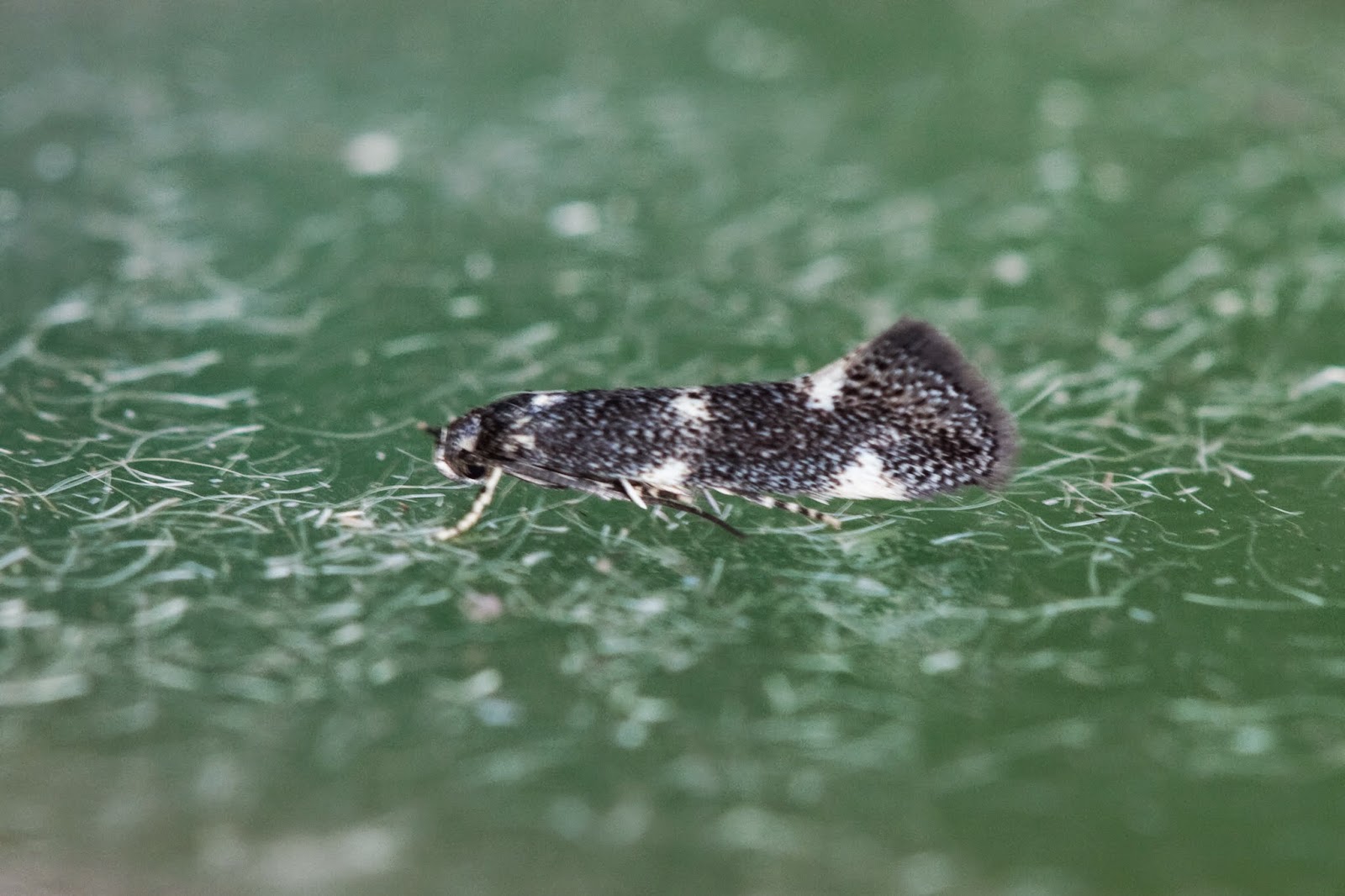 Glamorgan Moth Recording Group: Cadoxton Ponds