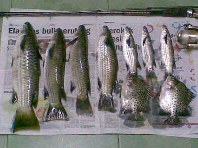 JOM BEREMBAT: Jom Pancing Tamok